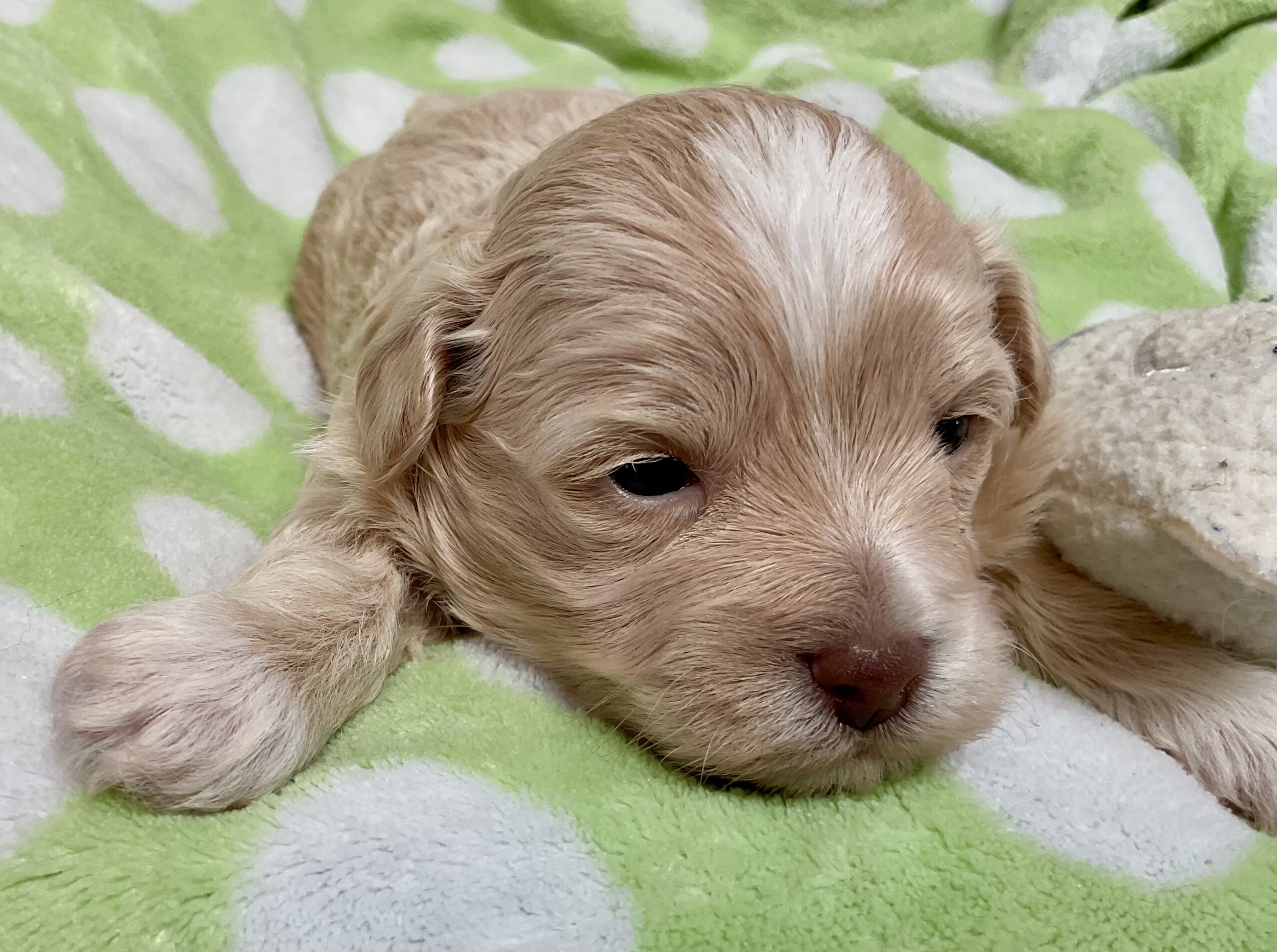 HavaPoo Puppy Breeder - HavaPoo Puppies for Adoption - Petite Joie Puppies