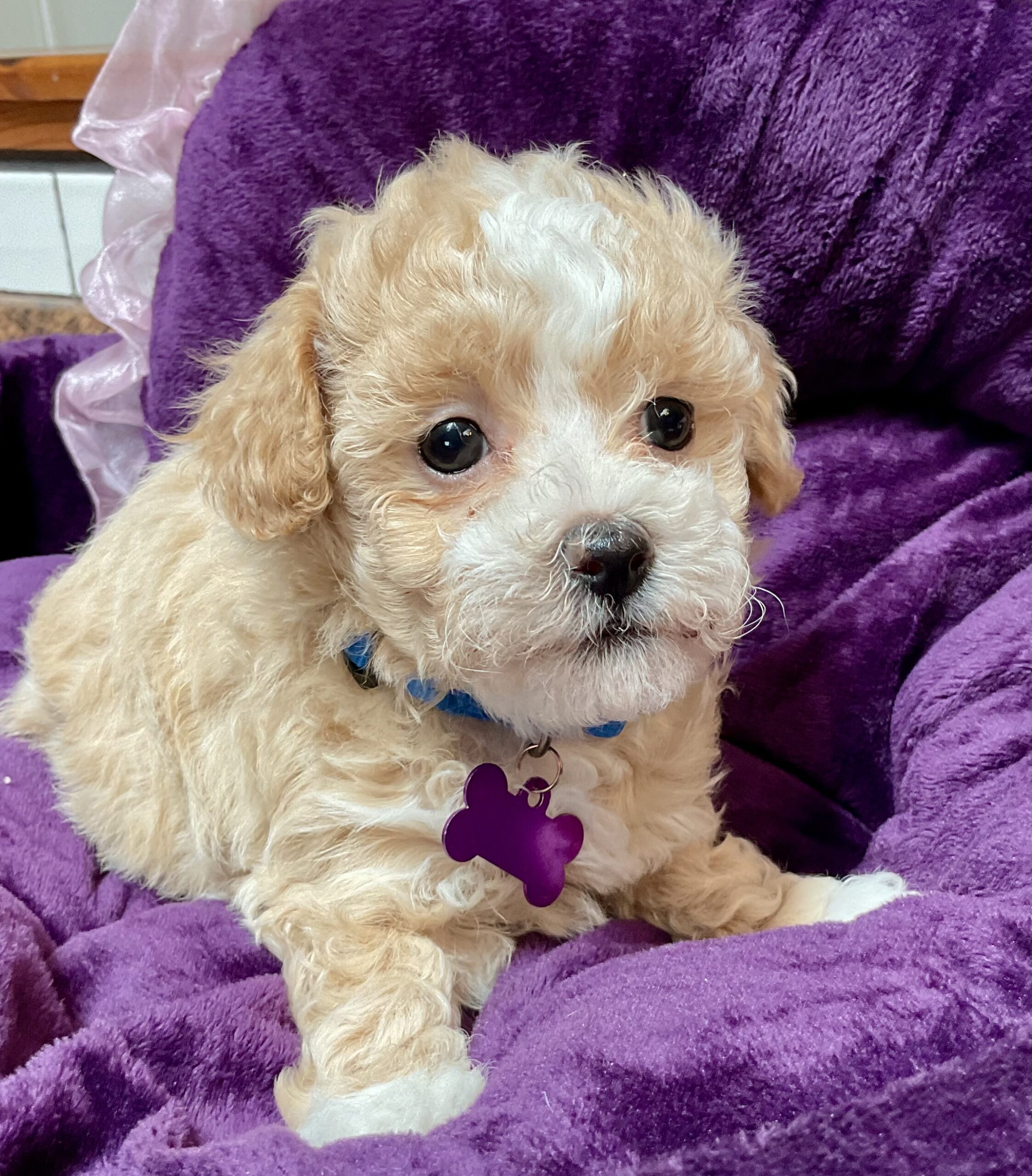 HavaPoo Puppy Breeder - HavaPoo Puppies for Adoption - Petite Joie Puppies