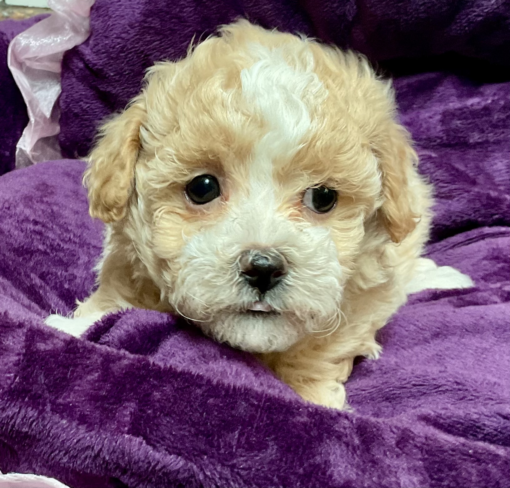 HavaPoo Puppy Breeder - HavaPoo Puppies for Adoption - Petite Joie Puppies