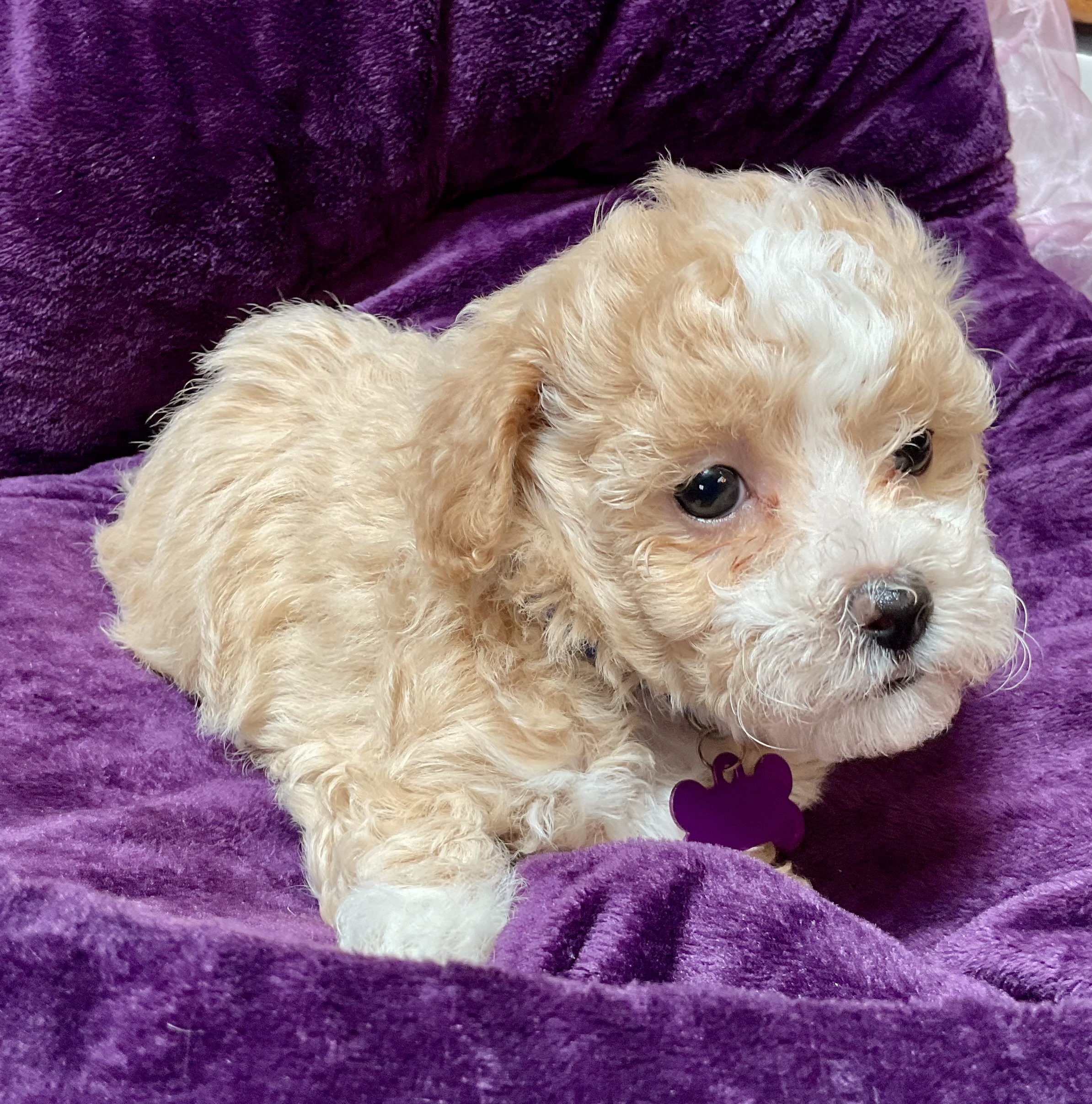 HavaPoo Puppy Breeder - HavaPoo Puppies for Adoption - Petite Joie Puppies