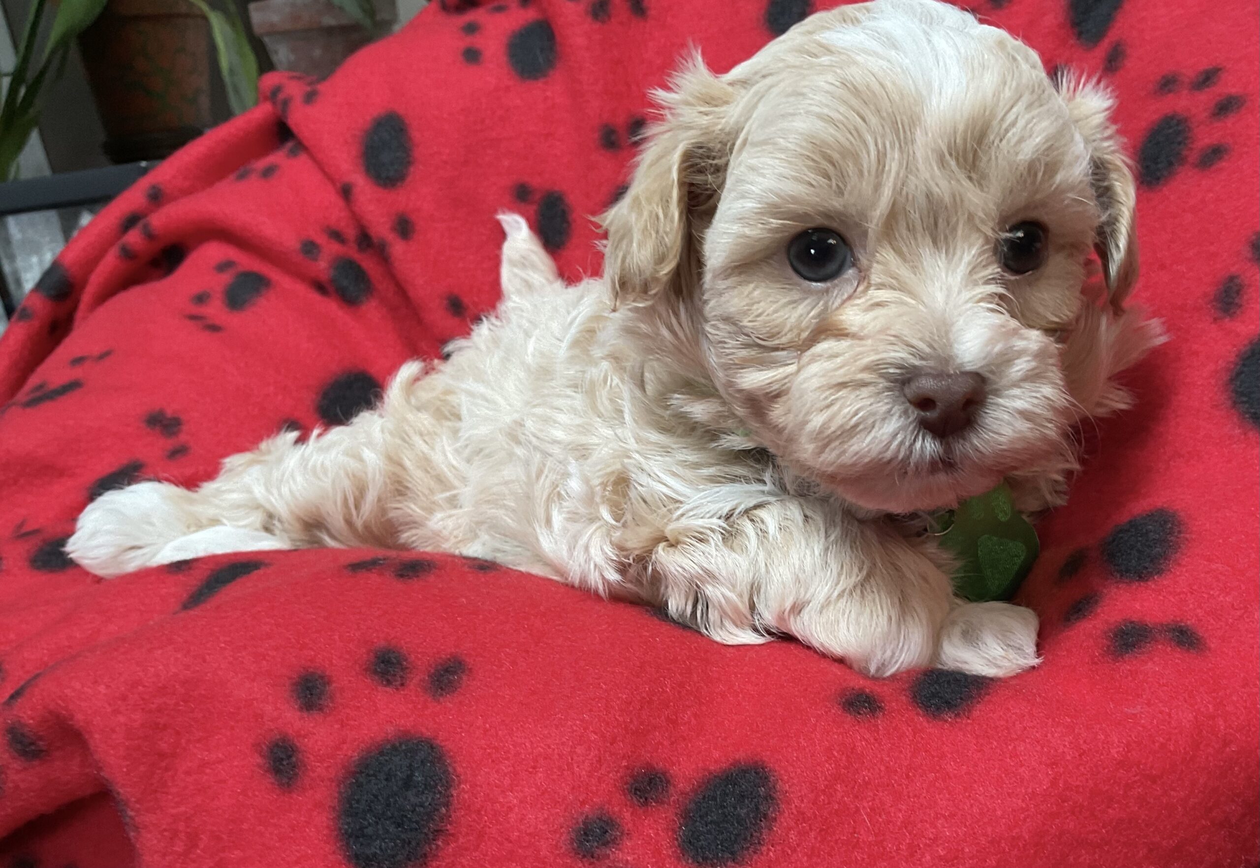 HavaPoo Puppy Breeder - HavaPoo Puppies for Adoption - Petite Joie Puppies